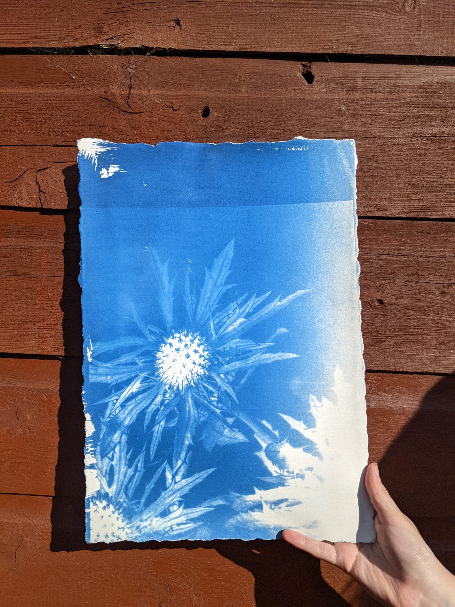 Cyanotype Workshop